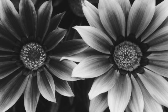 Teknik Dasar Saat Melakukan Monochrome Photography